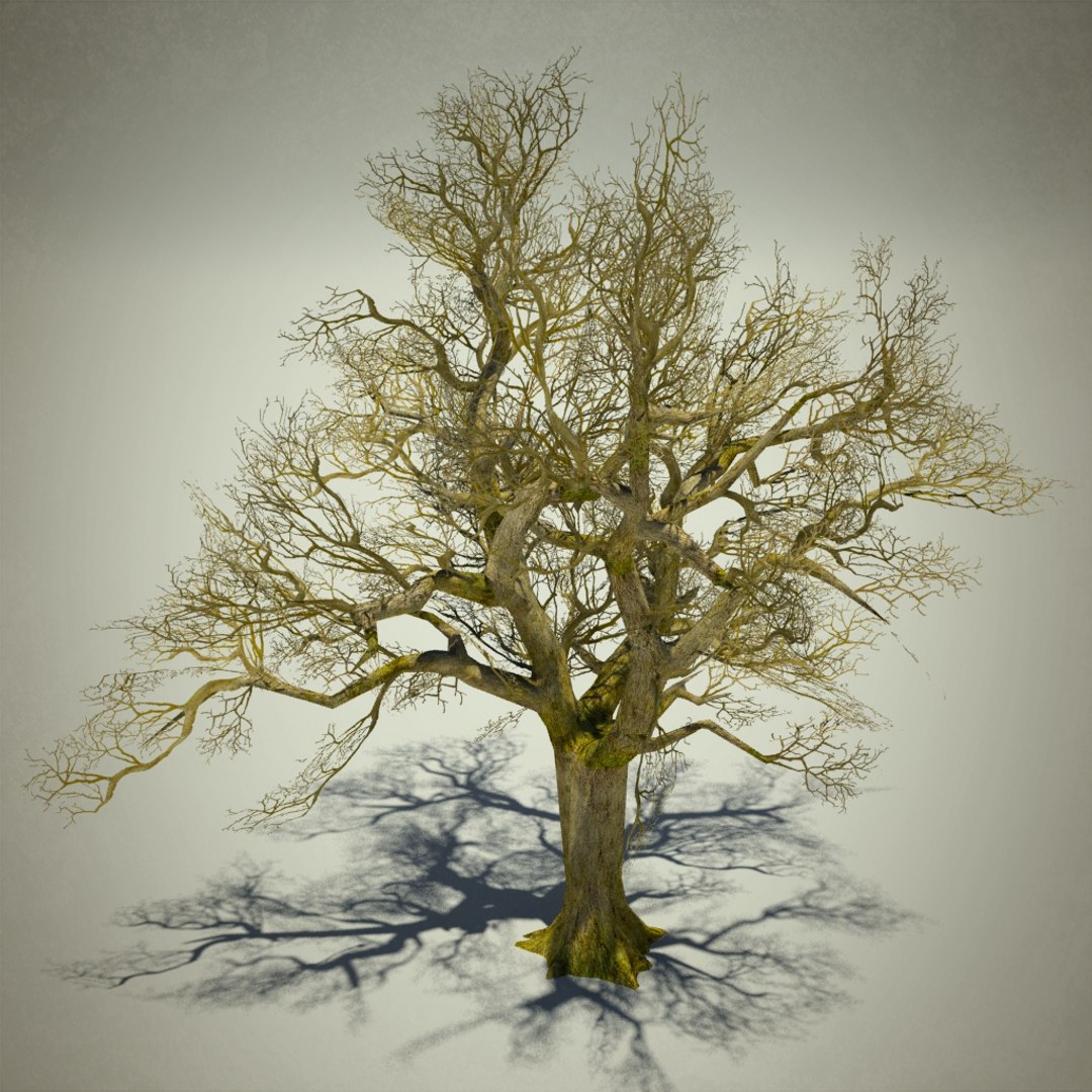 3d Real Time Lod Tree Oak Model