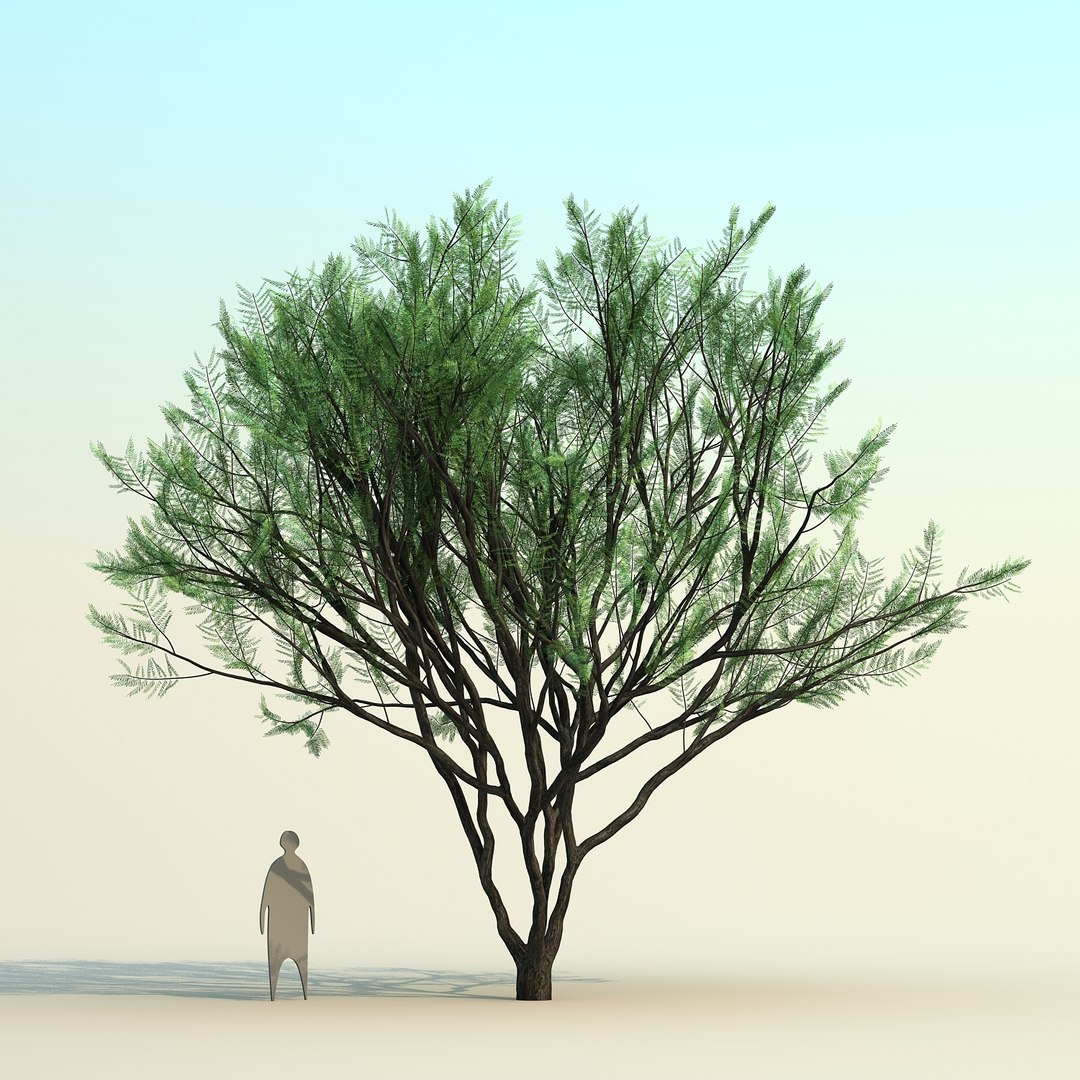 Tree Trunk 3D Model - TurboSquid 1324406