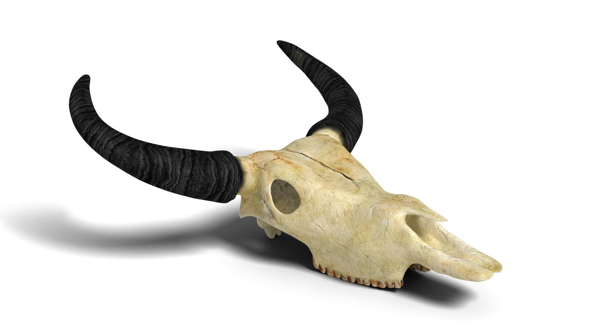 3D Ox Skull - TurboSquid 1956661