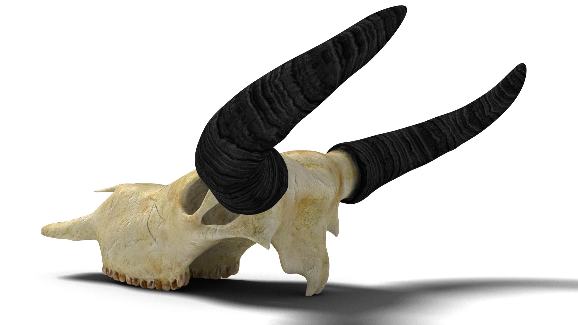 3D Ox Skull - TurboSquid 1956661