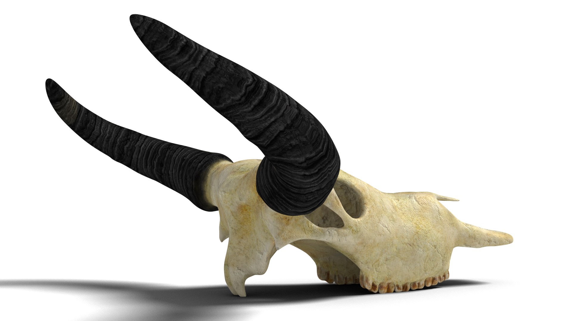 3D Ox Skull - TurboSquid 1956661