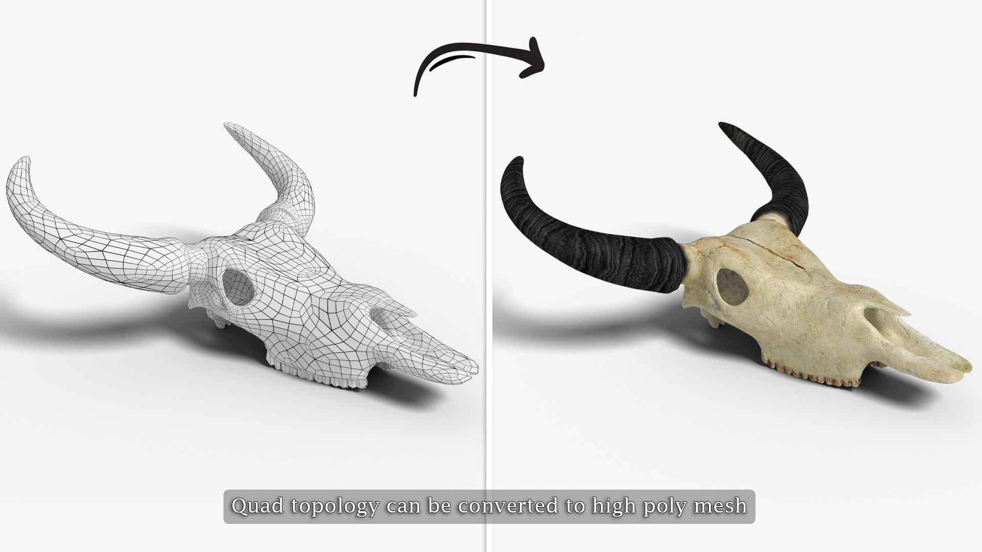 3D Ox Skull - TurboSquid 1956661