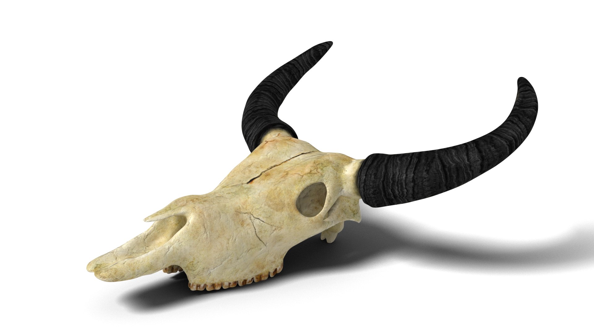 3D Ox Skull - TurboSquid 1956661
