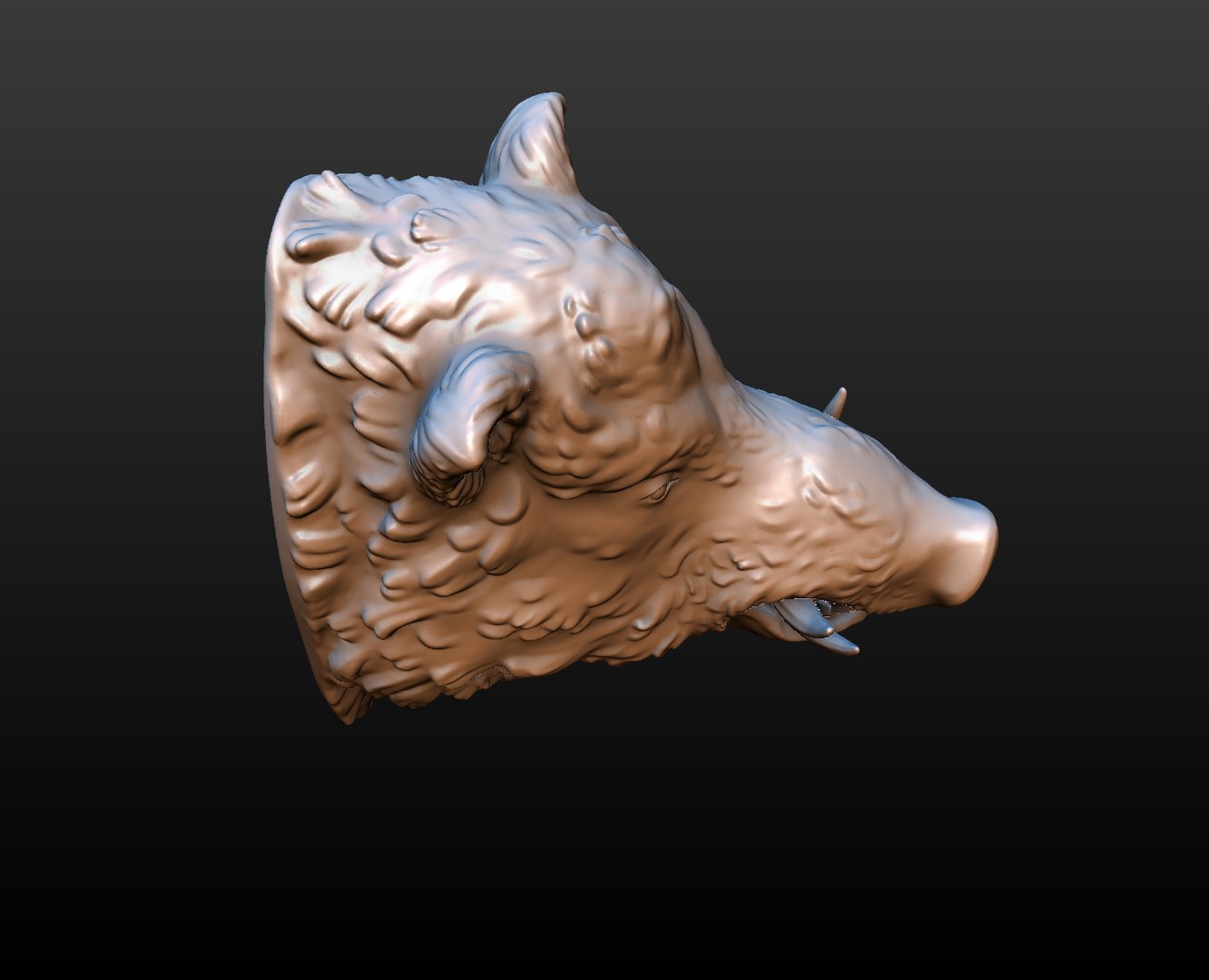 3D Model Boars Head - TurboSquid 1167389