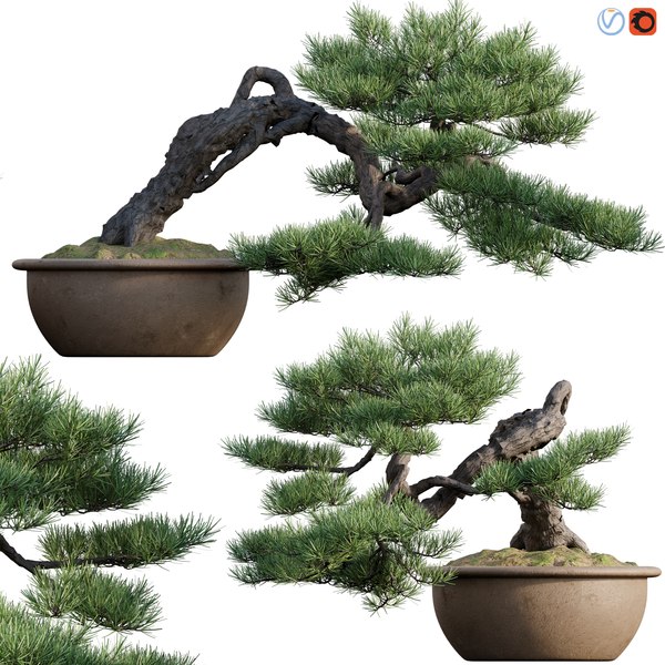 3d model bonsai