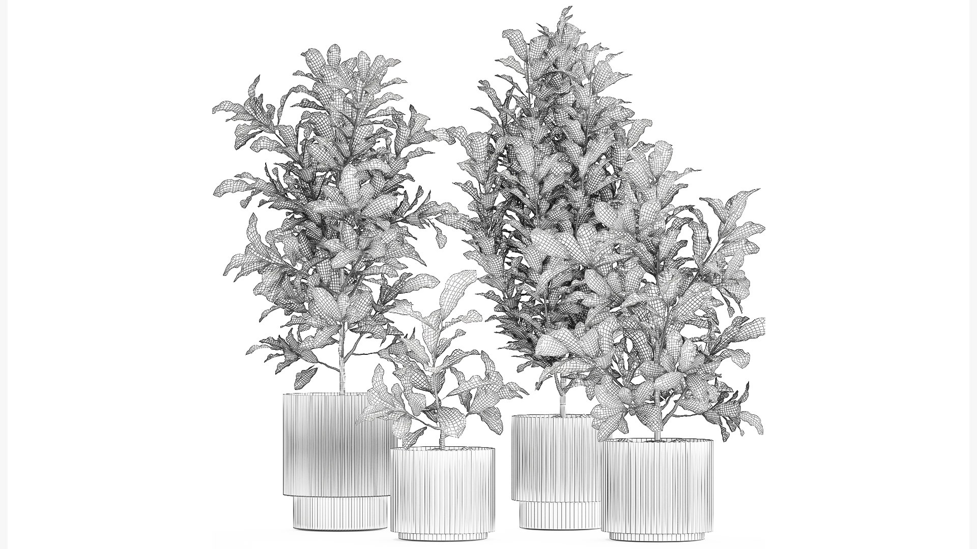 3D model Collection of white potted plants of small Croton trees 1445 ...
