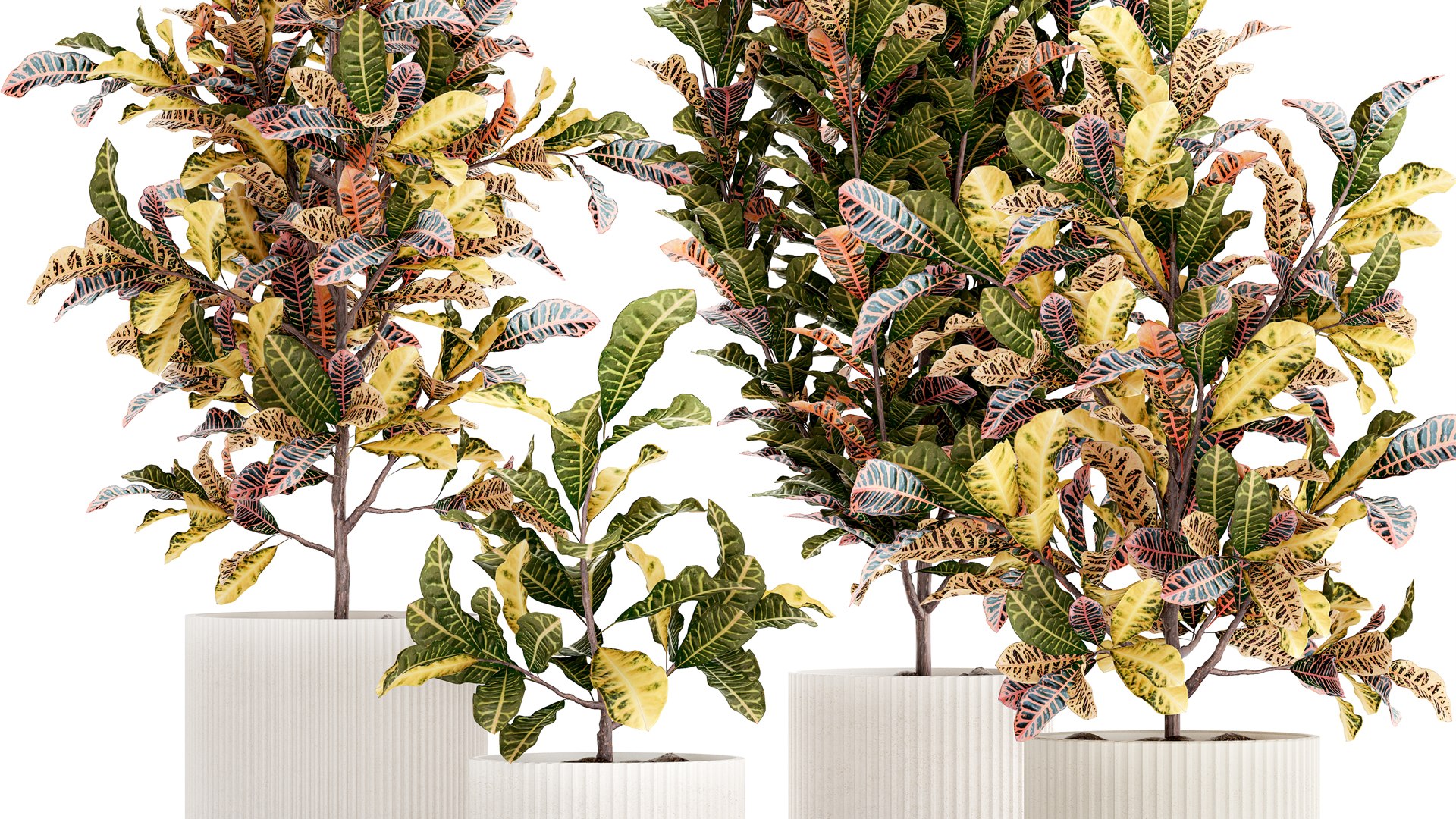 3D model Collection of white potted plants of small Croton trees 1445 ...
