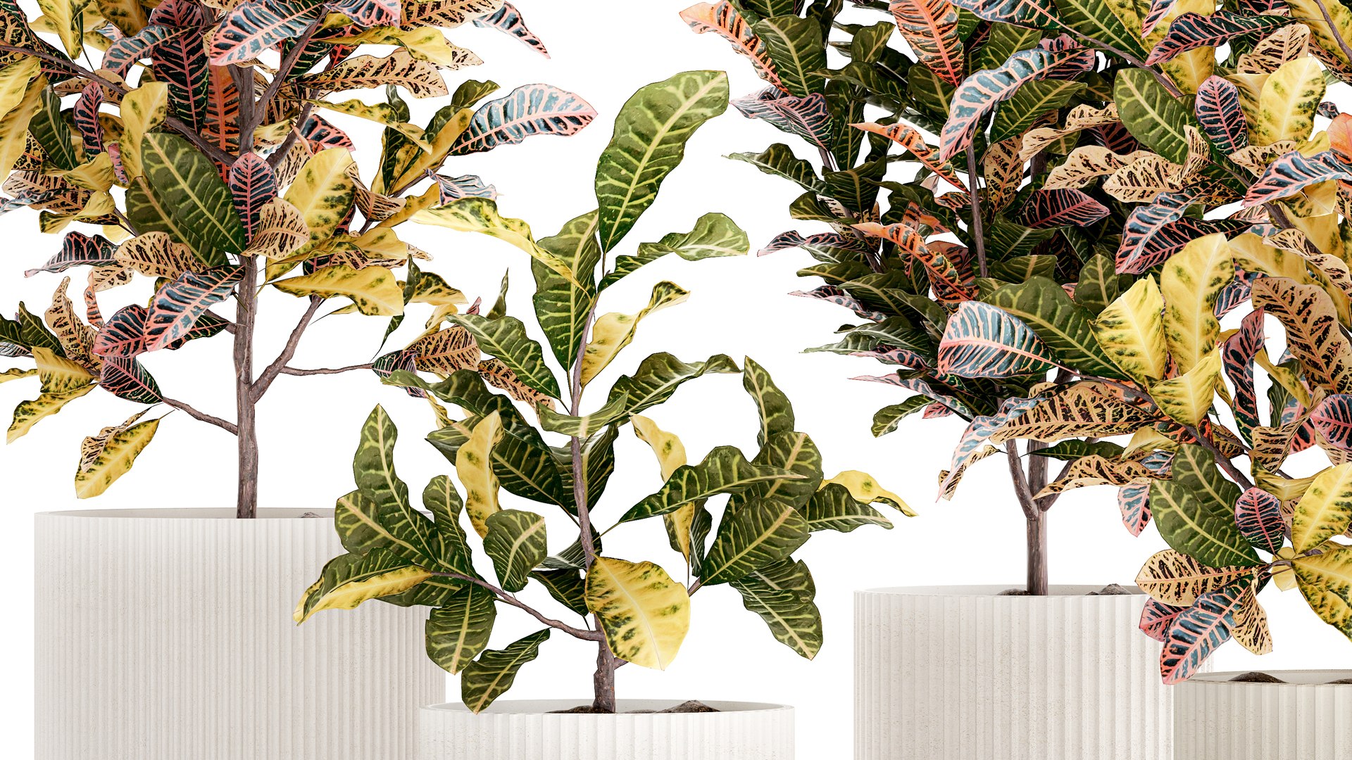3D model Collection of white potted plants of small Croton trees 1445 ...