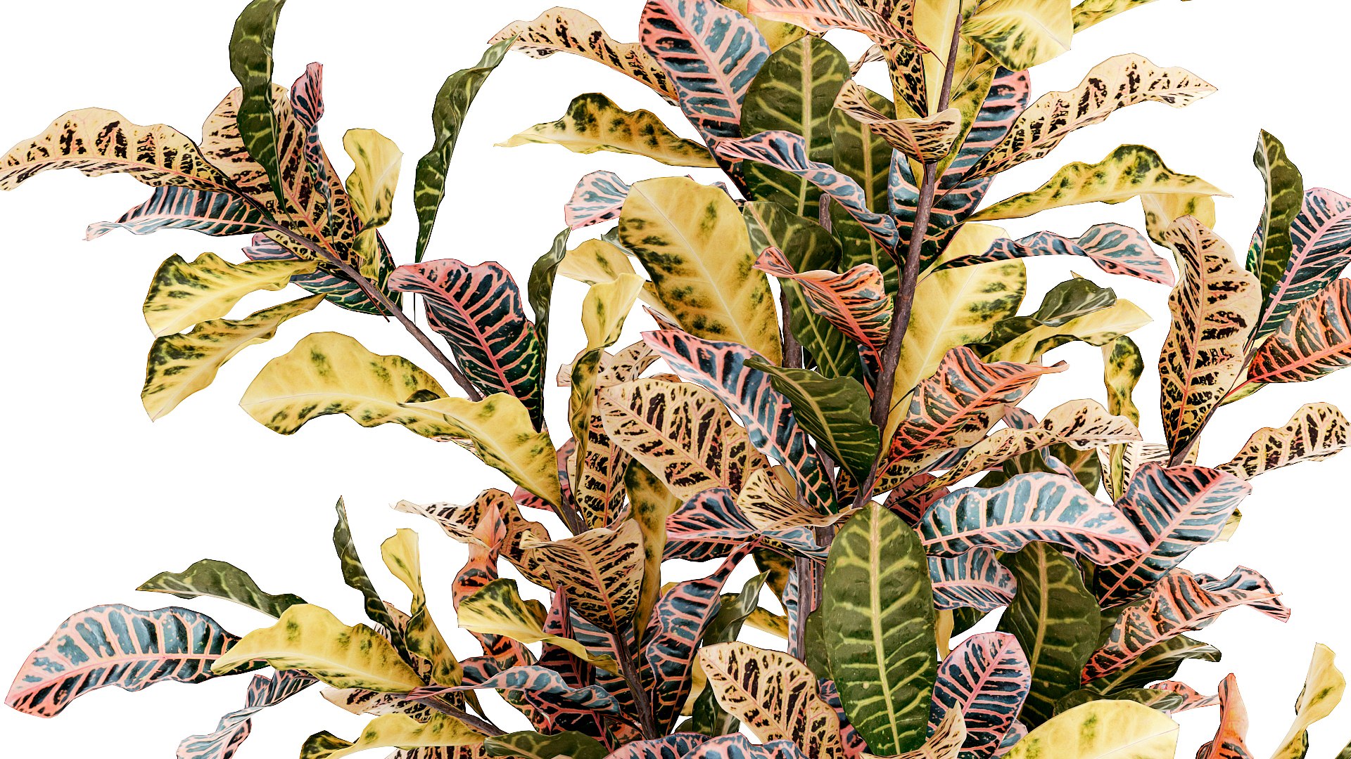 3D model Collection of white potted plants of small Croton trees 1445 ...