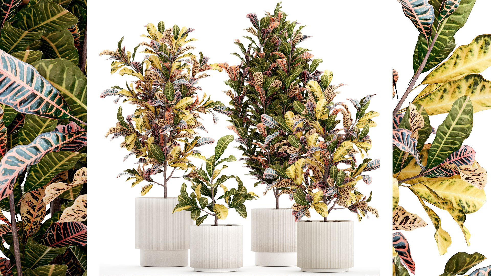 3D model Collection of white potted plants of small Croton trees 1445 ...