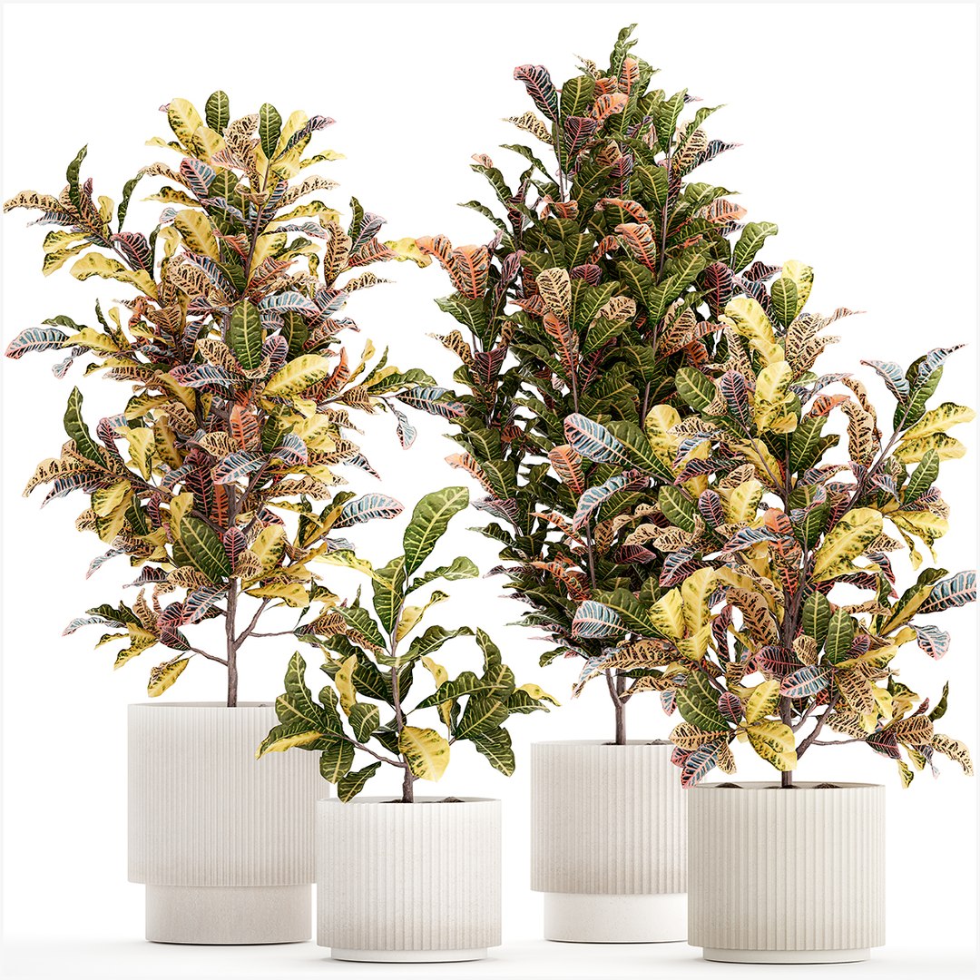 3D model Collection of white potted plants of small Croton trees 1445 ...