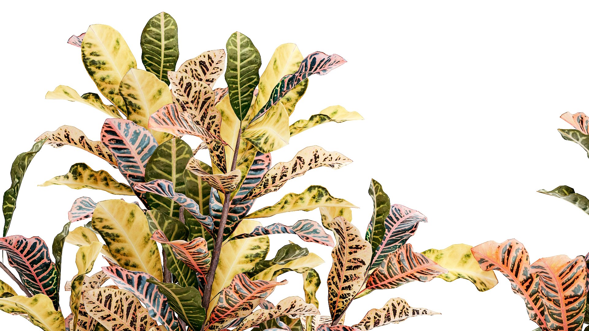 3D model Collection of white potted plants of small Croton trees 1445 ...