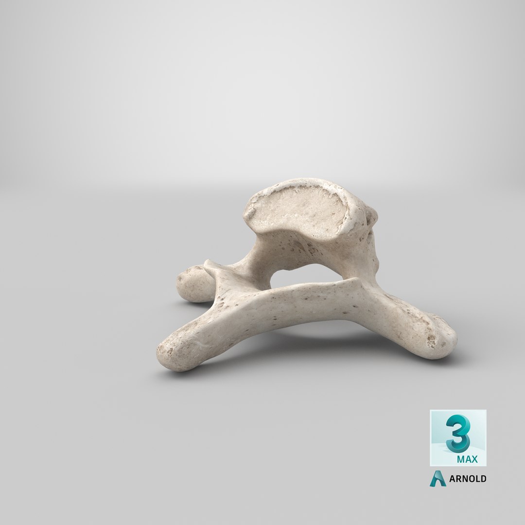 3D Model Thoracic Vertebrae Th1 Th12 - TurboSquid 1600281