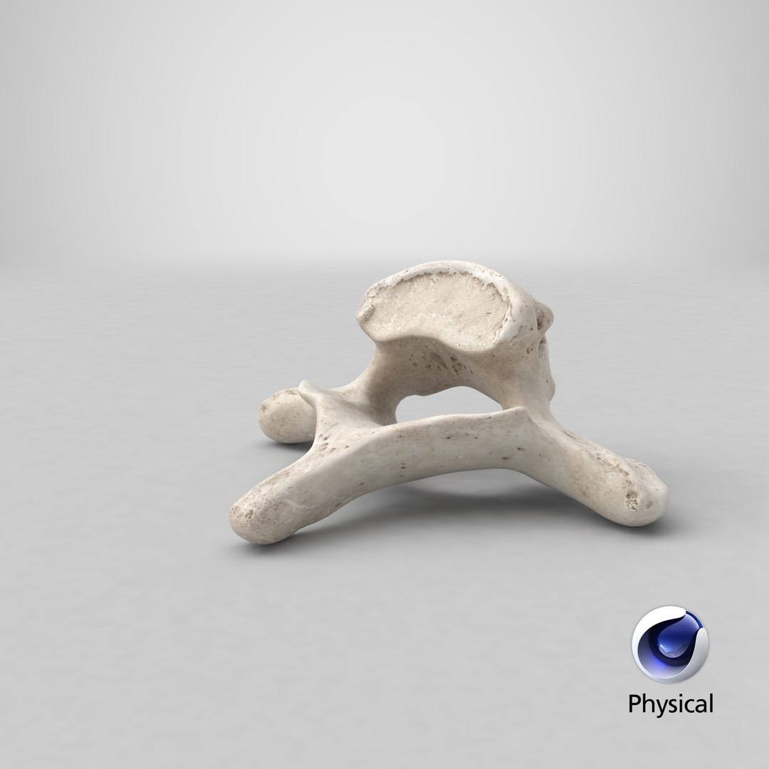 3D Model Thoracic Vertebrae Th1 Th12 - TurboSquid 1600281