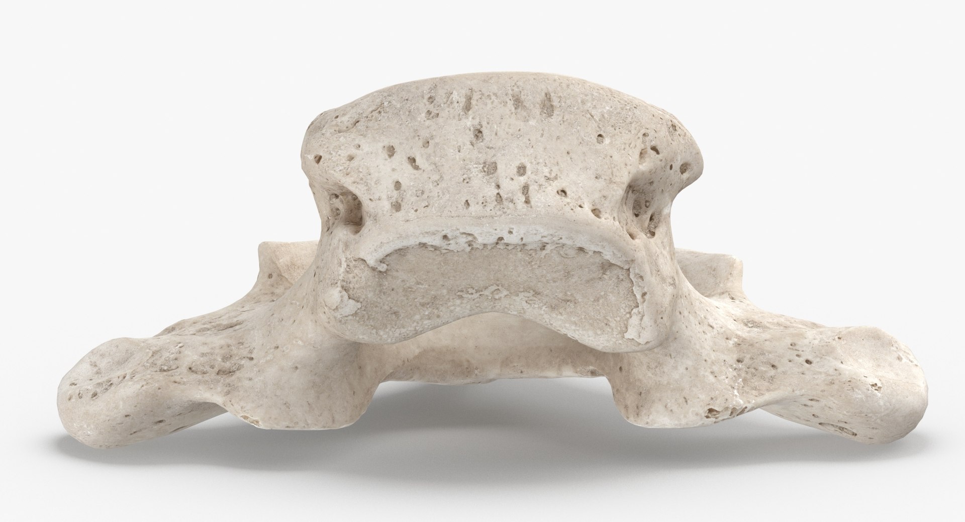 3D Model Thoracic Vertebrae Th1 Th12 - TurboSquid 1600281