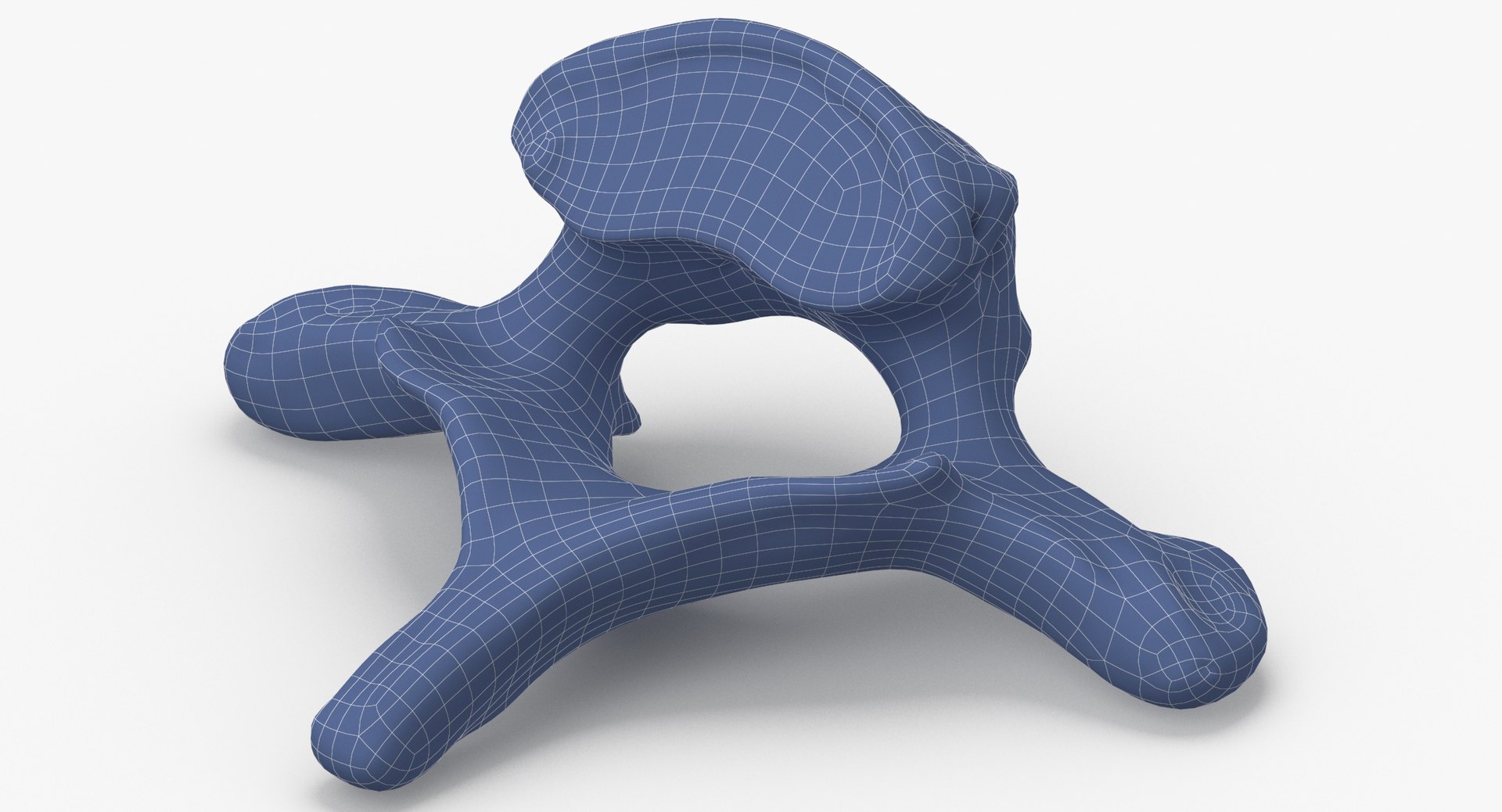 3D Model Thoracic Vertebrae Th1 Th12 - TurboSquid 1600281