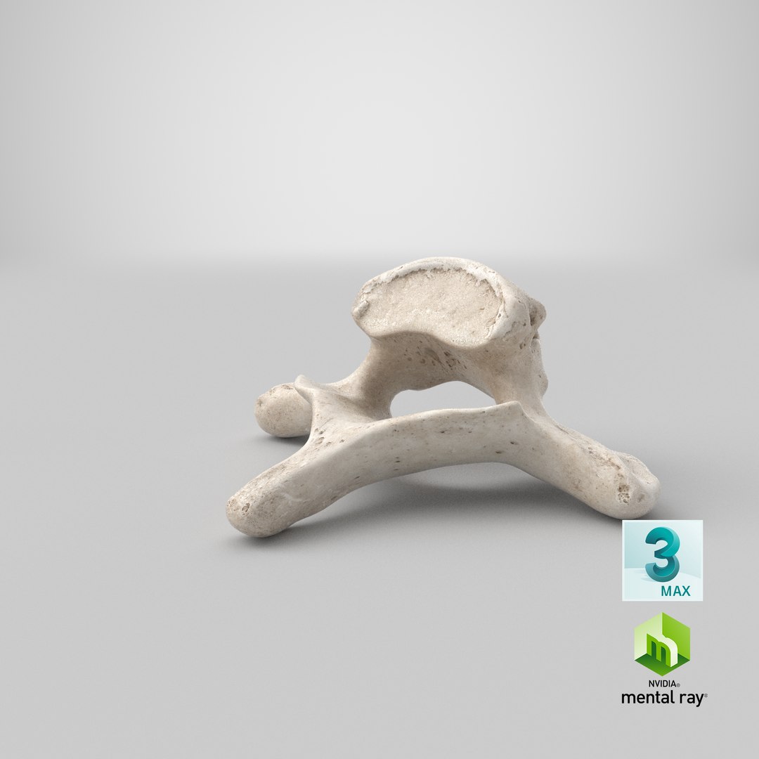 3D Model Thoracic Vertebrae Th1 Th12 - TurboSquid 1600281