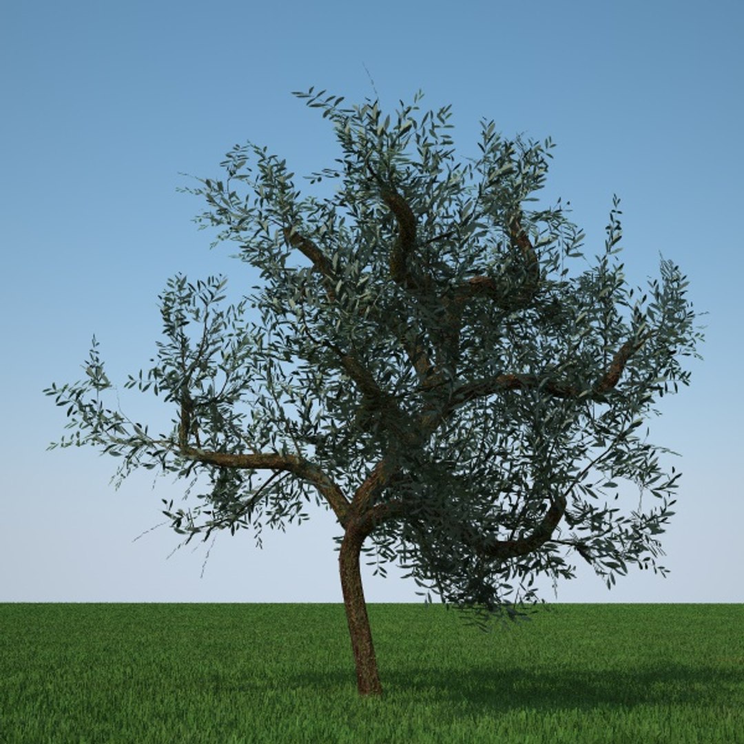 3d Model Olive Tree