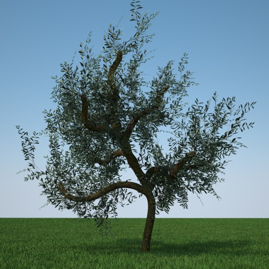 3d Model Olive Tree