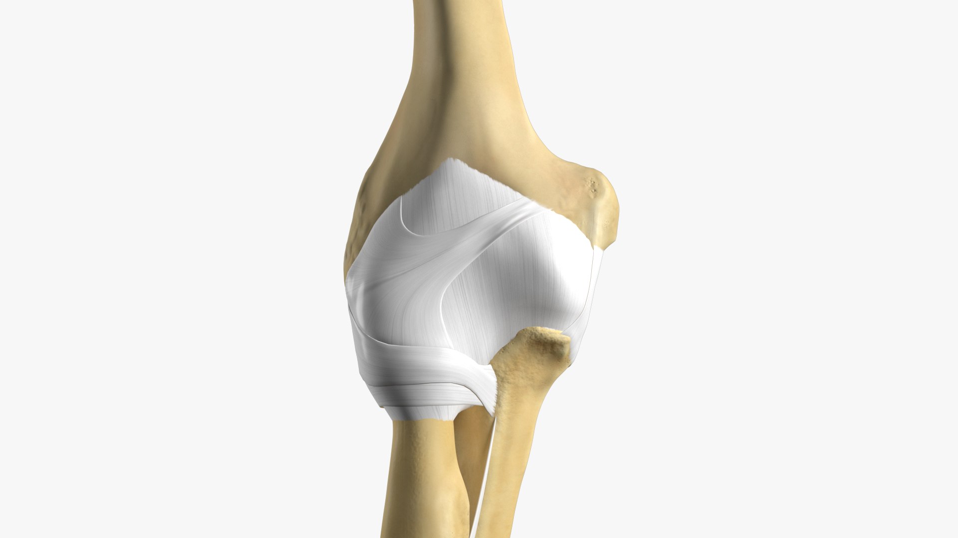 3D Anatomy Of The Elbow Bones And Ligaments Model - TurboSquid 2219808