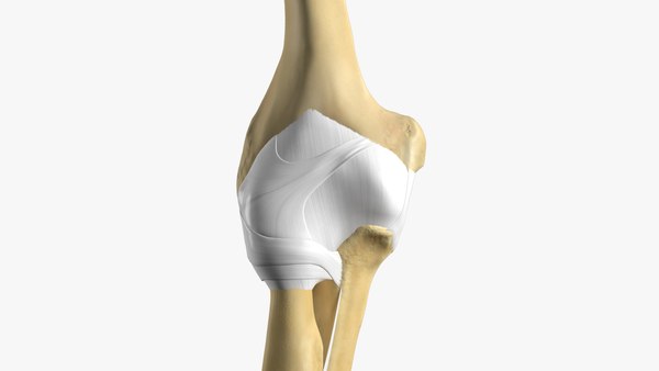 modelo 3d Anatomía de los huesos y ligamentos del codo. - TurboSquid ...