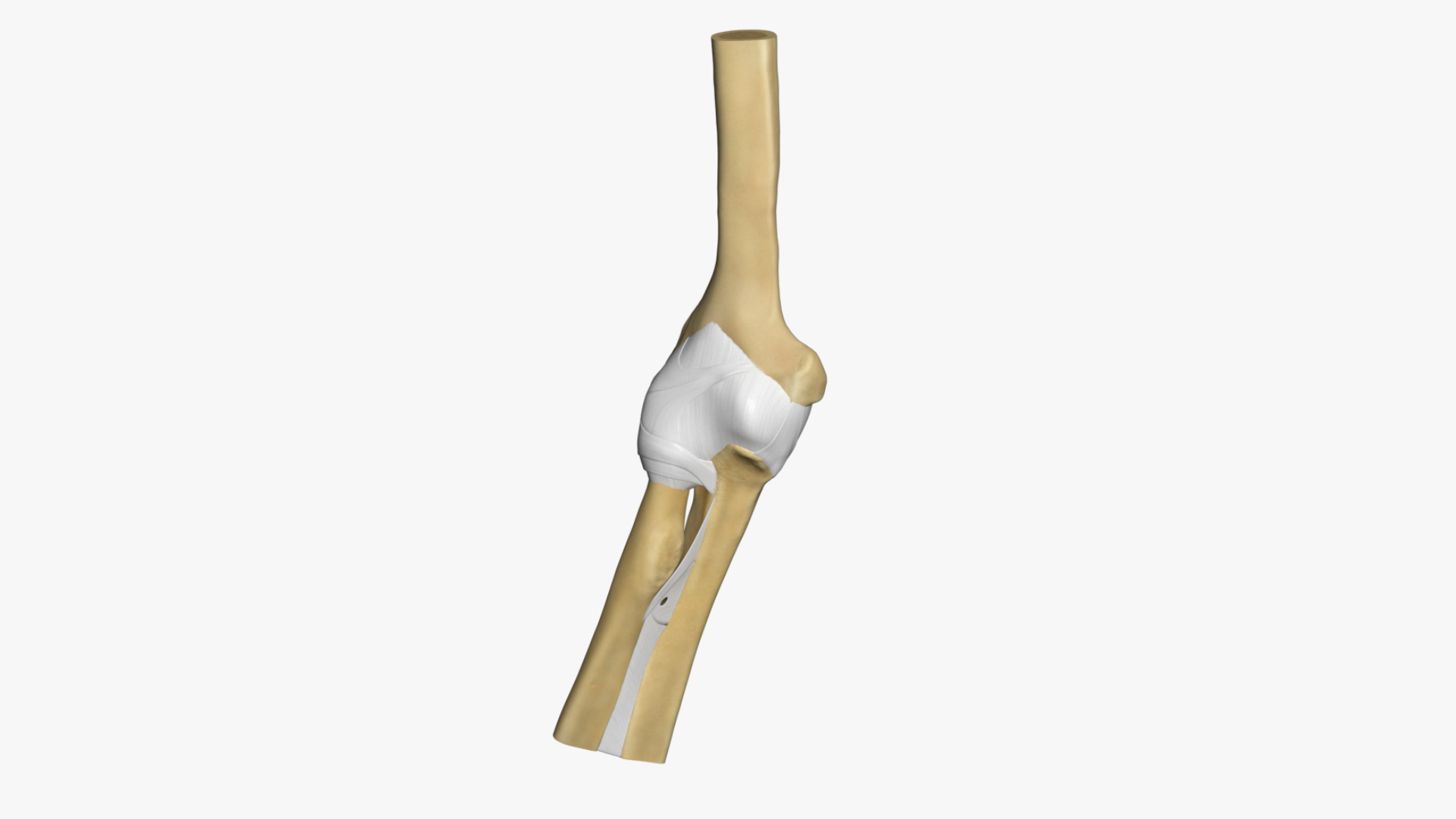 3D Anatomy Of The Elbow Bones And Ligaments Model - TurboSquid 2219808