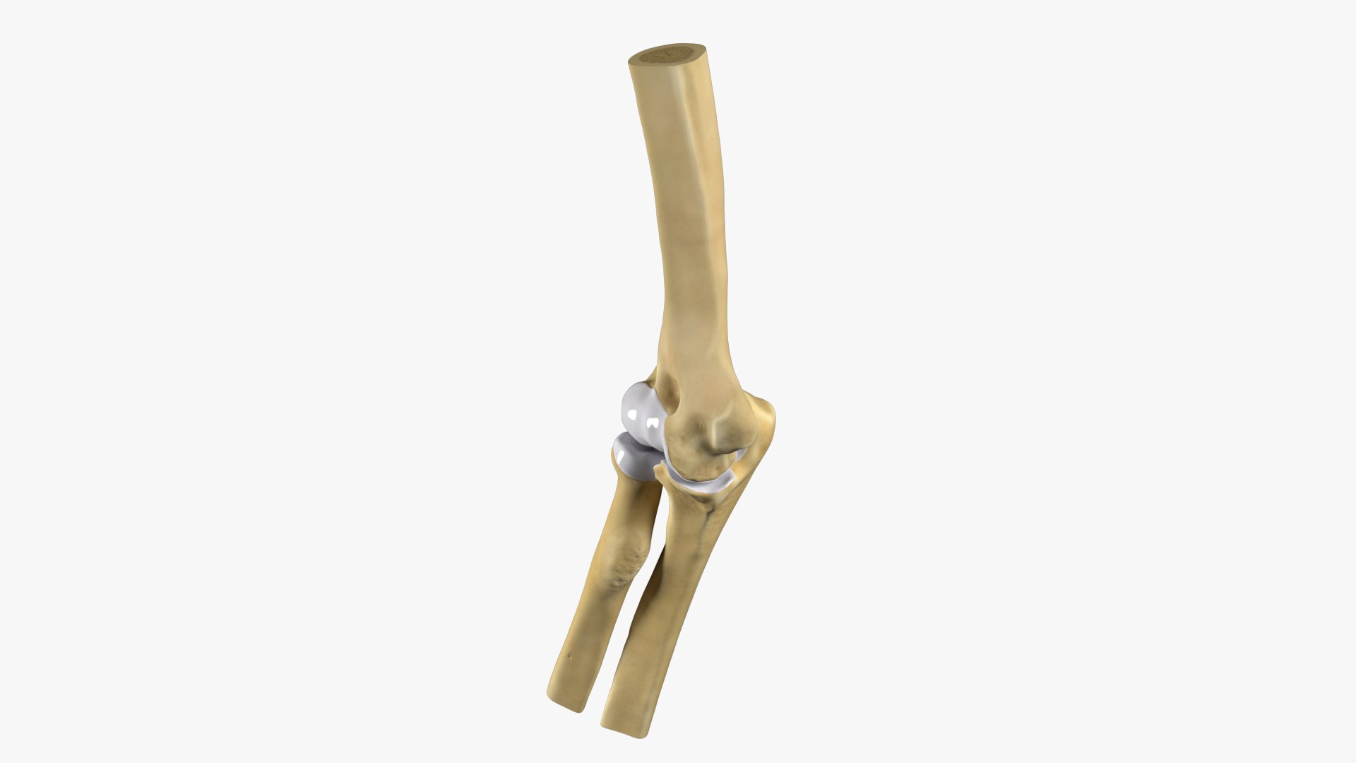 3D Anatomy Of The Elbow Bones And Ligaments Model - TurboSquid 2219808