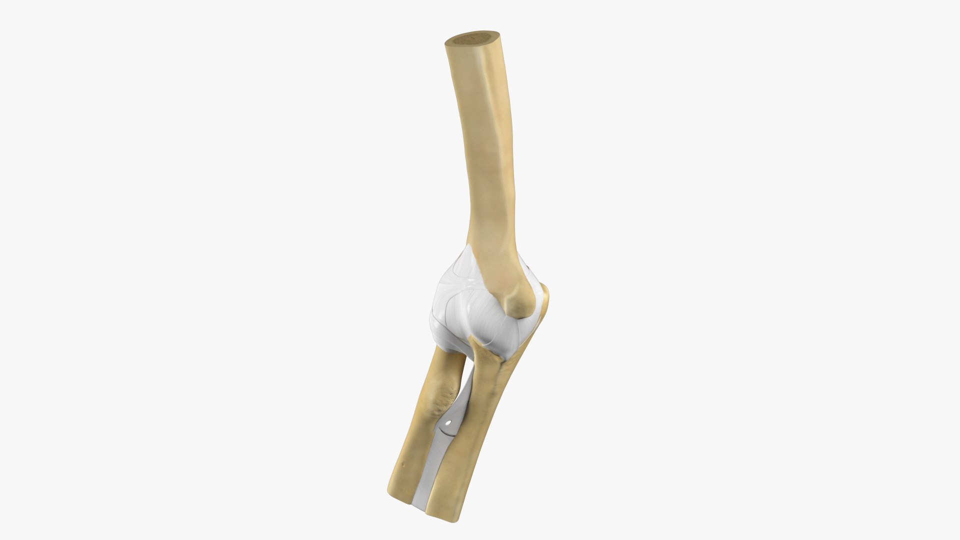 3D Anatomy Of The Elbow Bones And Ligaments Model - TurboSquid 2219808