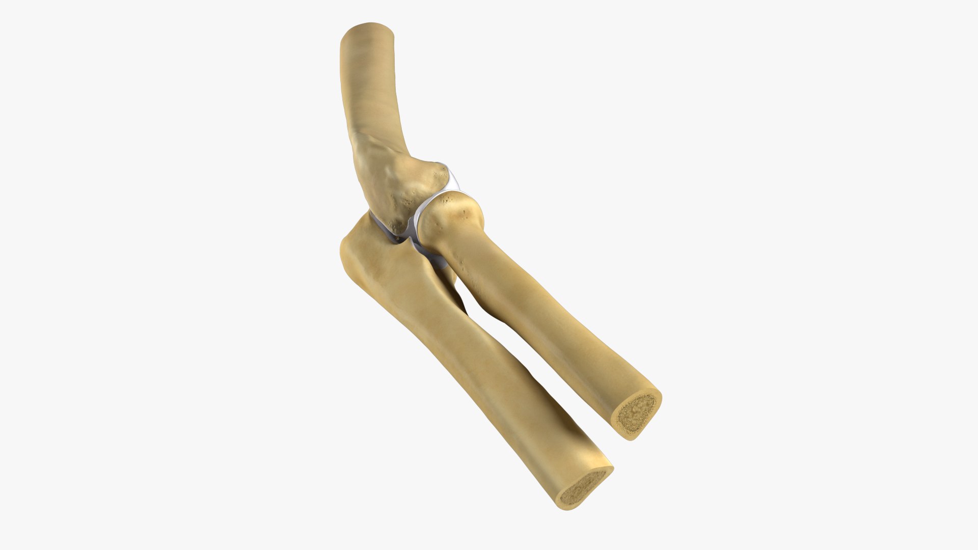 3D Anatomy Of The Elbow Bones And Ligaments Model - TurboSquid 2219808