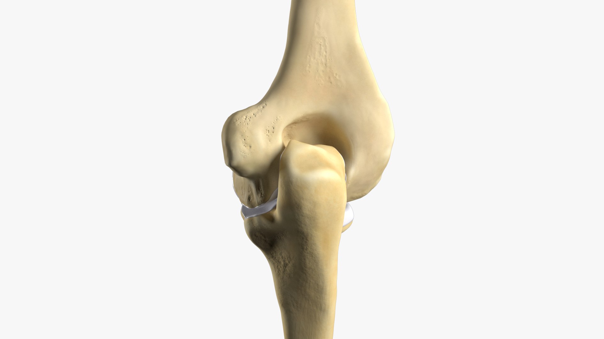3D Anatomy Of The Elbow Bones And Ligaments Model - TurboSquid 2219808