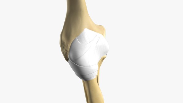 modelo 3d Anatomía de los huesos y ligamentos del codo. - TurboSquid ...