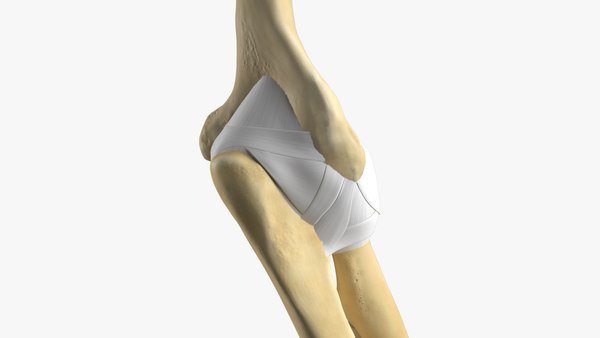 modelo 3d Anatomía de los huesos y ligamentos del codo. - TurboSquid ...