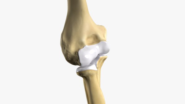 Anatomia dos ossos e ligamentos do cotovelo Modelo 3D - TurboSquid 2219808