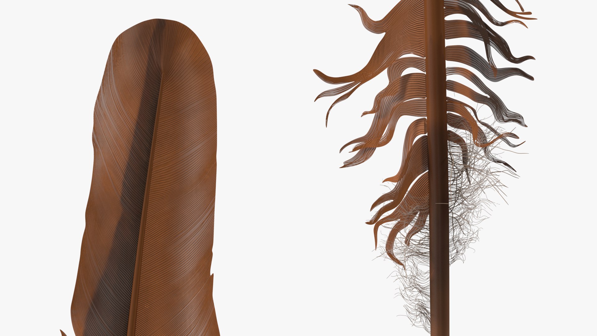 3D model Feather Bird Brown Colored - TurboSquid 2161773
