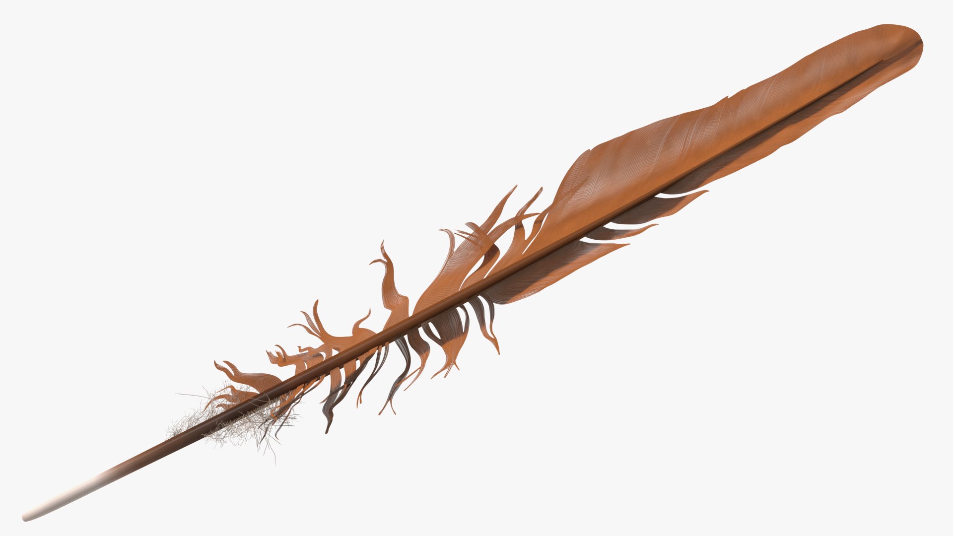 3D model Feather Bird Brown Colored - TurboSquid 2161773
