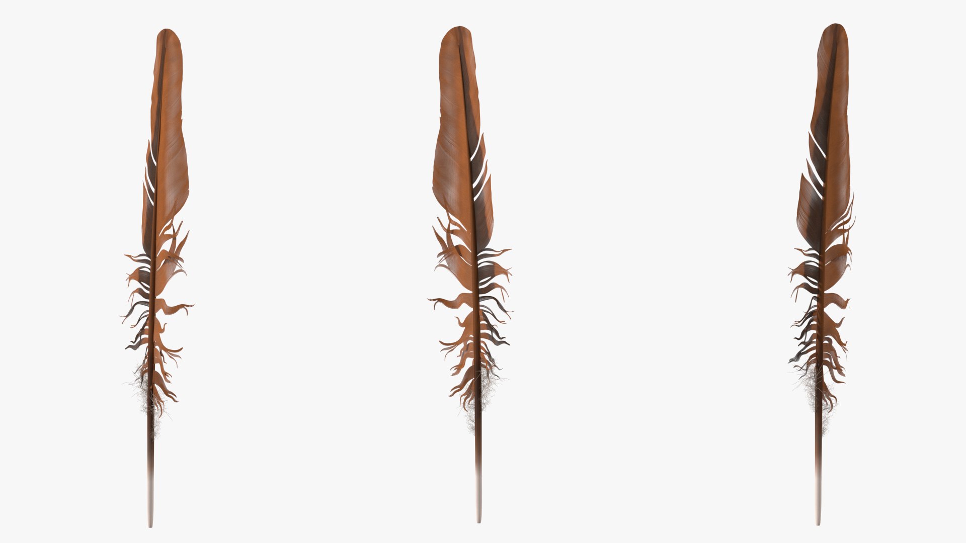 3D model Feather Bird Brown Colored - TurboSquid 2161773