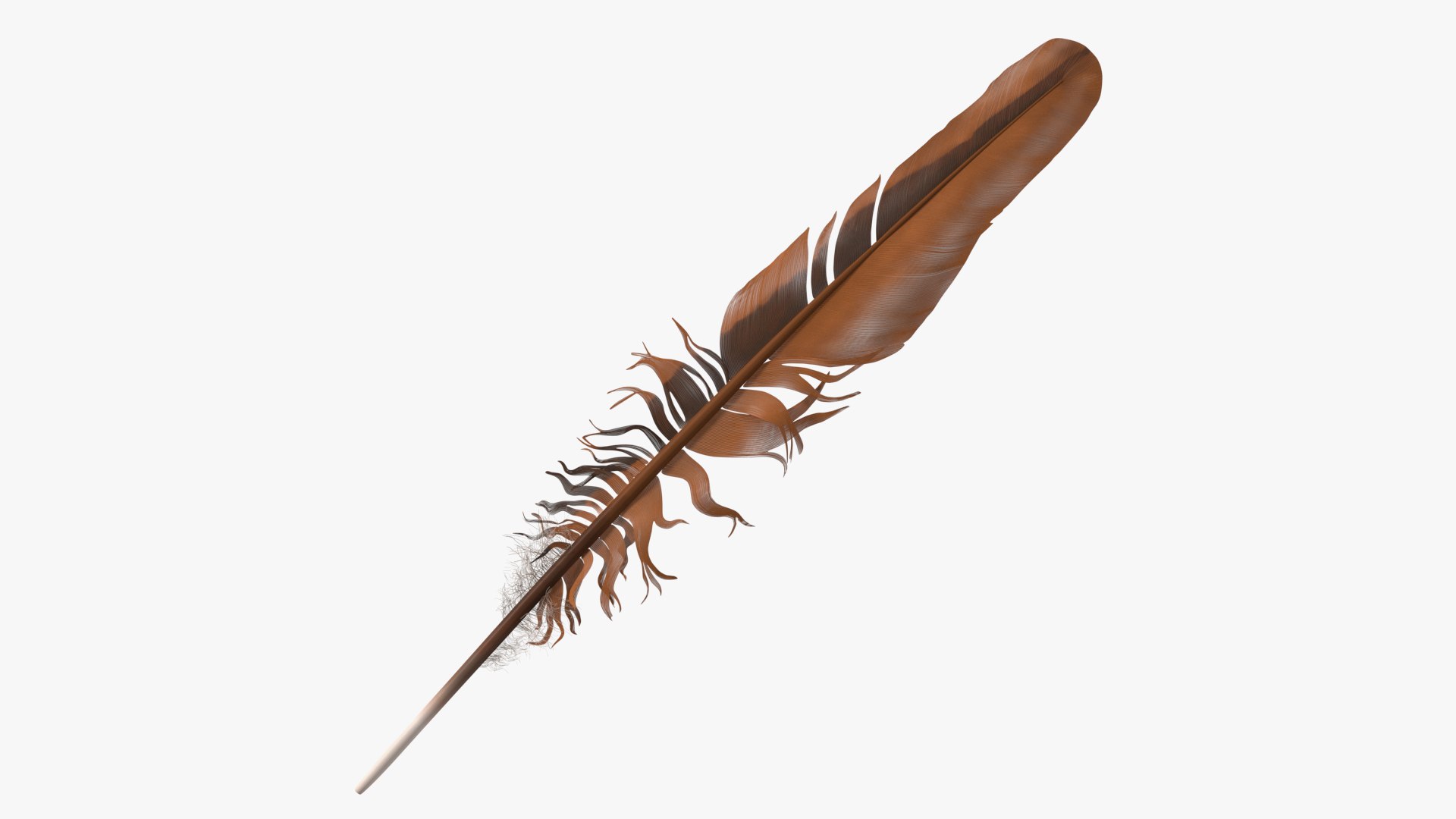 3D model Feather Bird Brown Colored - TurboSquid 2161773