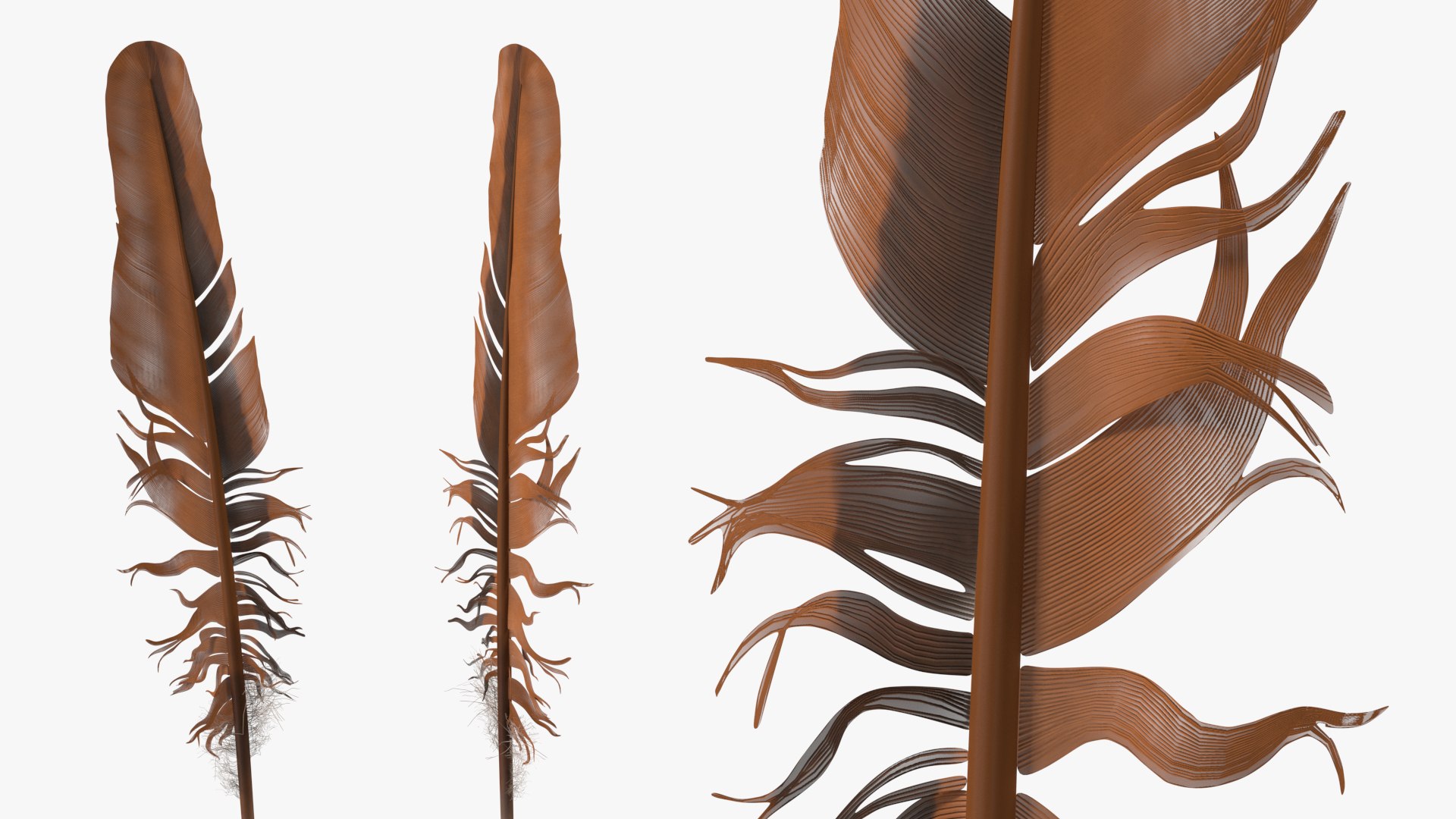 3D model Feather Bird Brown Colored - TurboSquid 2161773