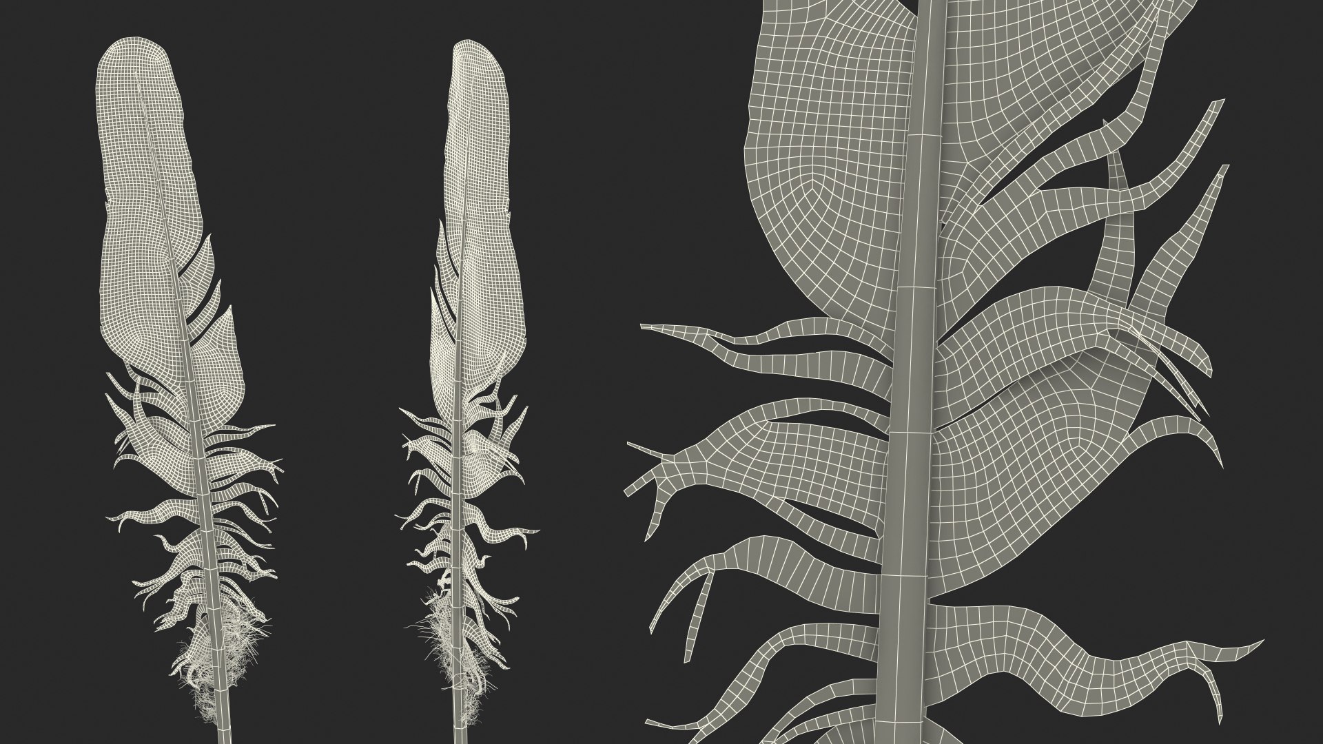 3D Model Feather Bird Brown Colored - TurboSquid 2161773