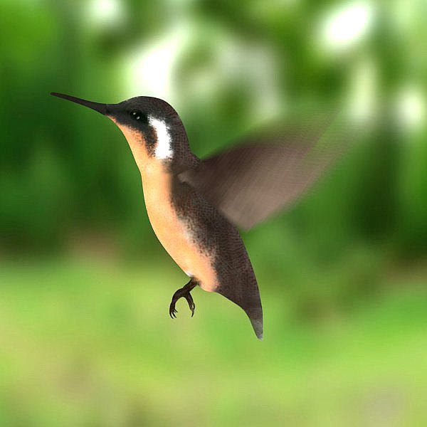 3d colibri birds rigged model