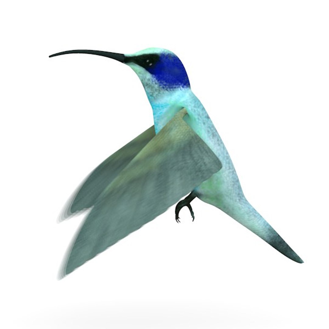 3d Colibri Birds Rigged Model