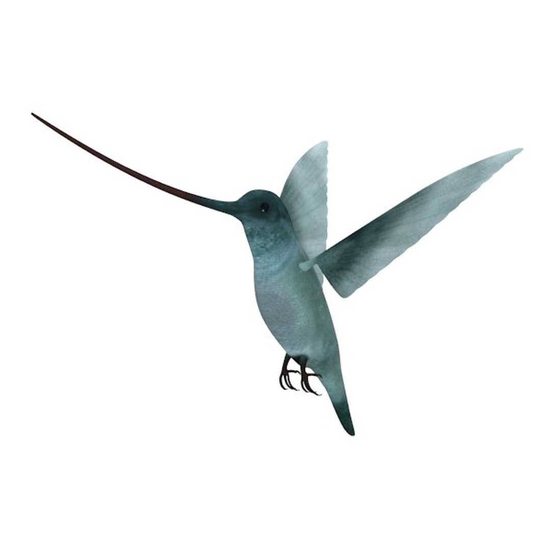 3d Colibri Birds Rigged Model