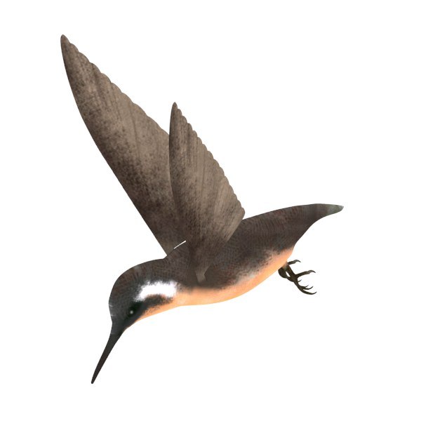 3d colibri birds rigged model