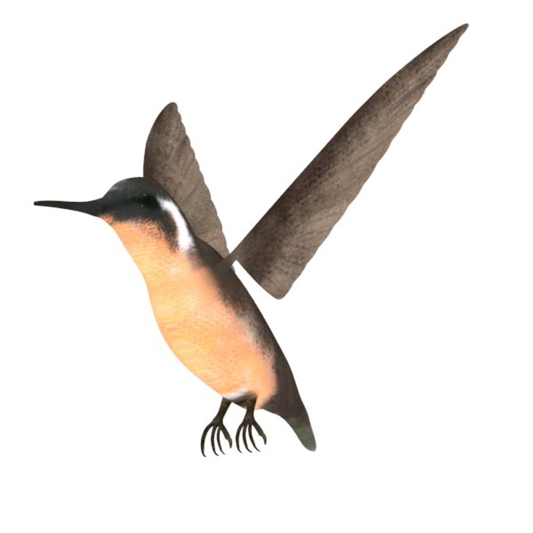 3d Colibri Birds Rigged Model