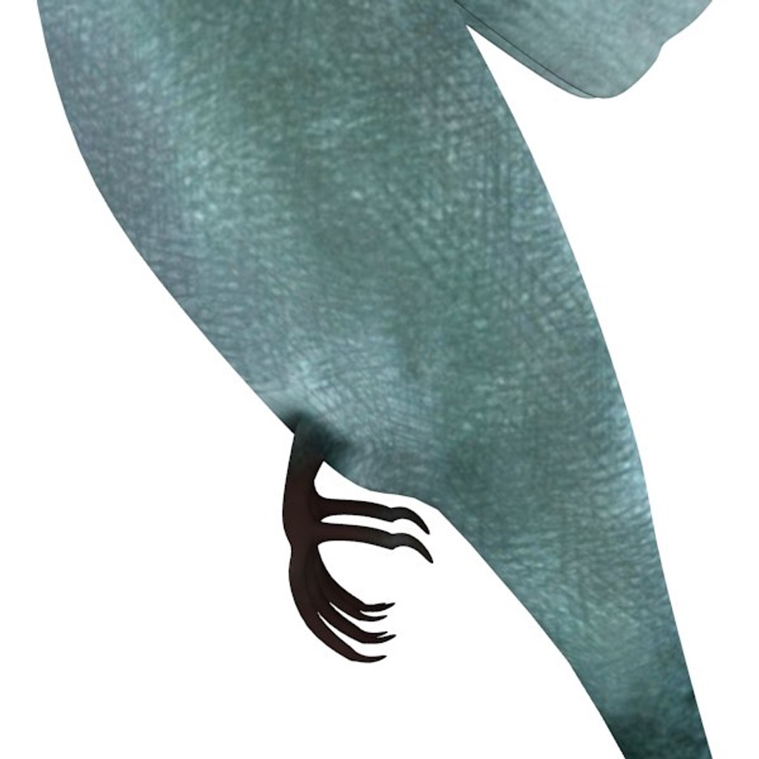 3d Colibri Birds Rigged Model
