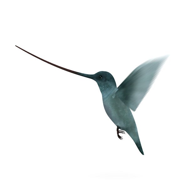 3d colibri birds rigged model