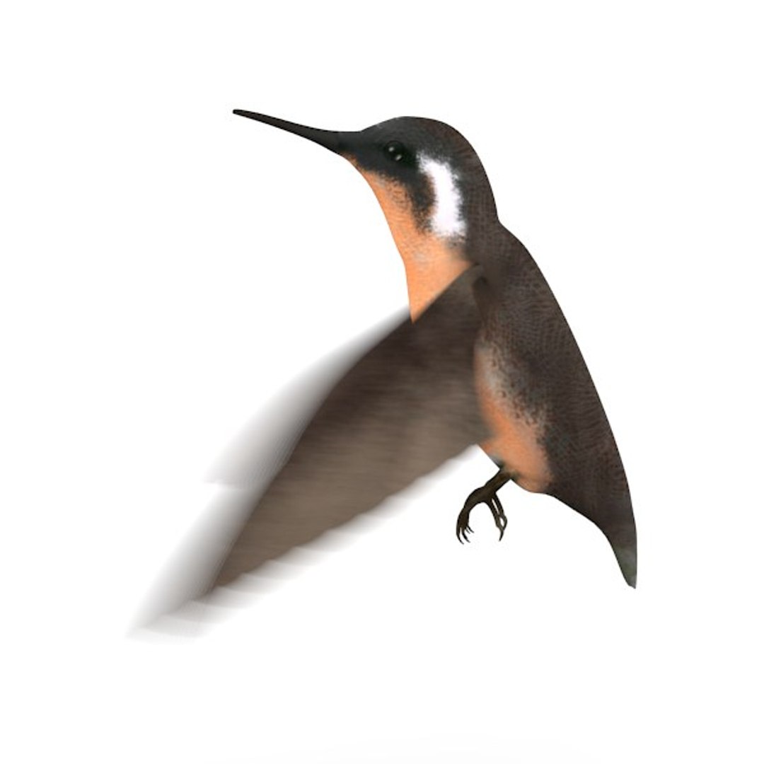 3d Colibri Birds Rigged Model