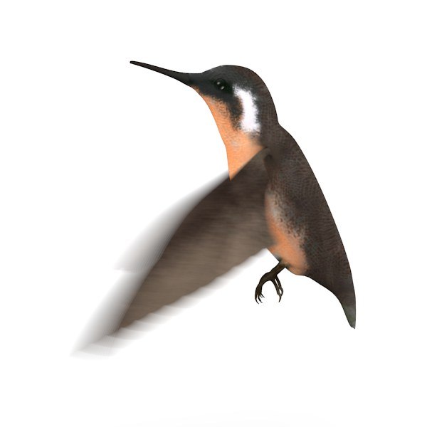 3d colibri birds rigged model