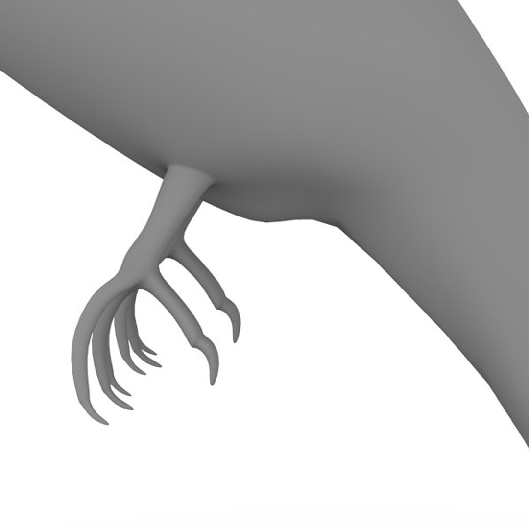 3d Colibri Birds Rigged Model