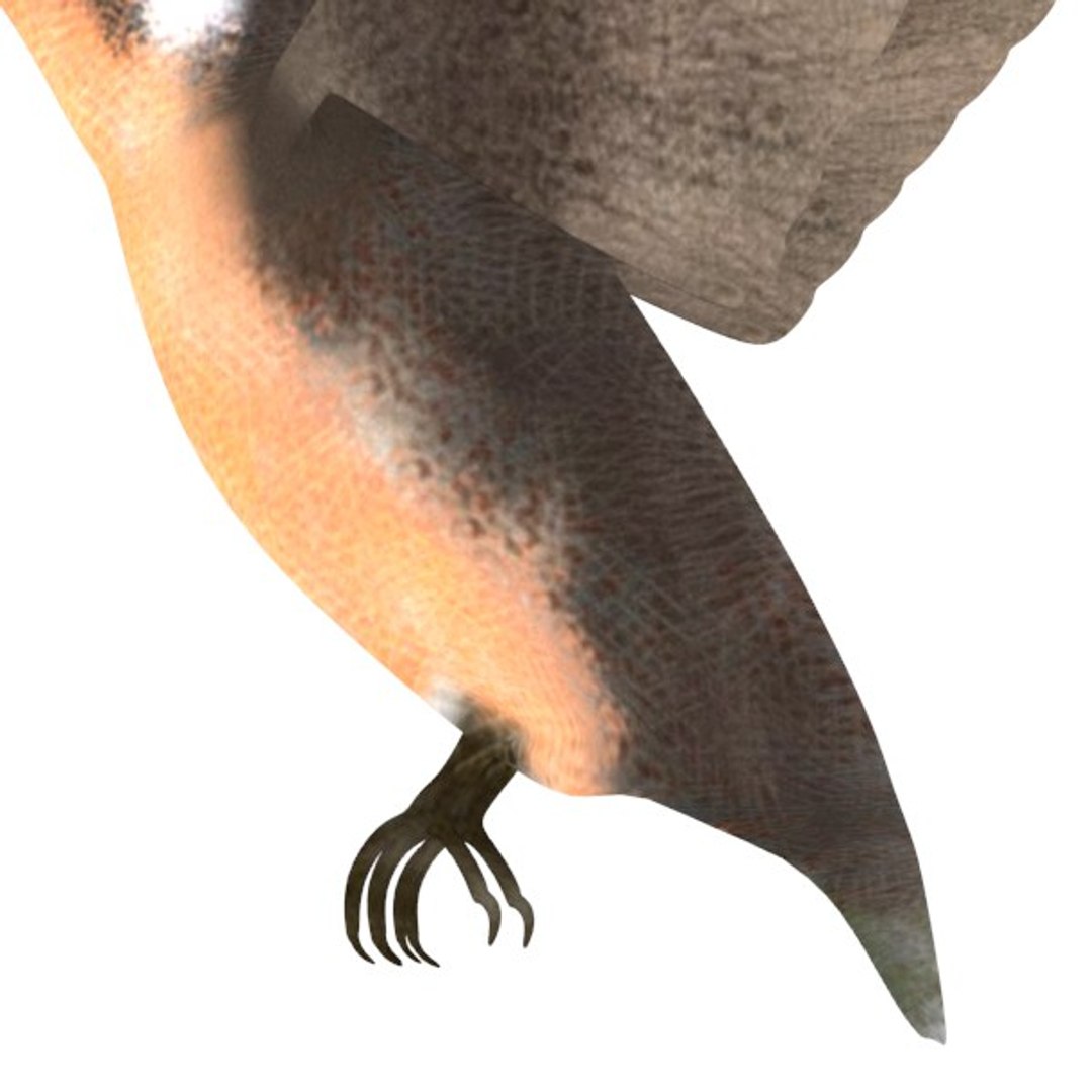 3d Colibri Birds Rigged Model